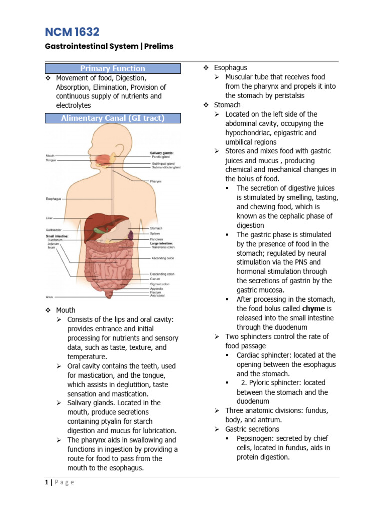 GASTROSYSP1 | PDF | Digestion | Stomach