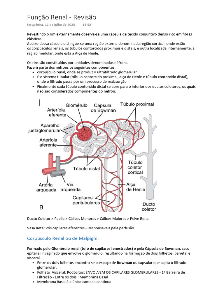 Estrutura e Função dos Rins e Néfrons | PDF | Anatomia | Sistema urinário