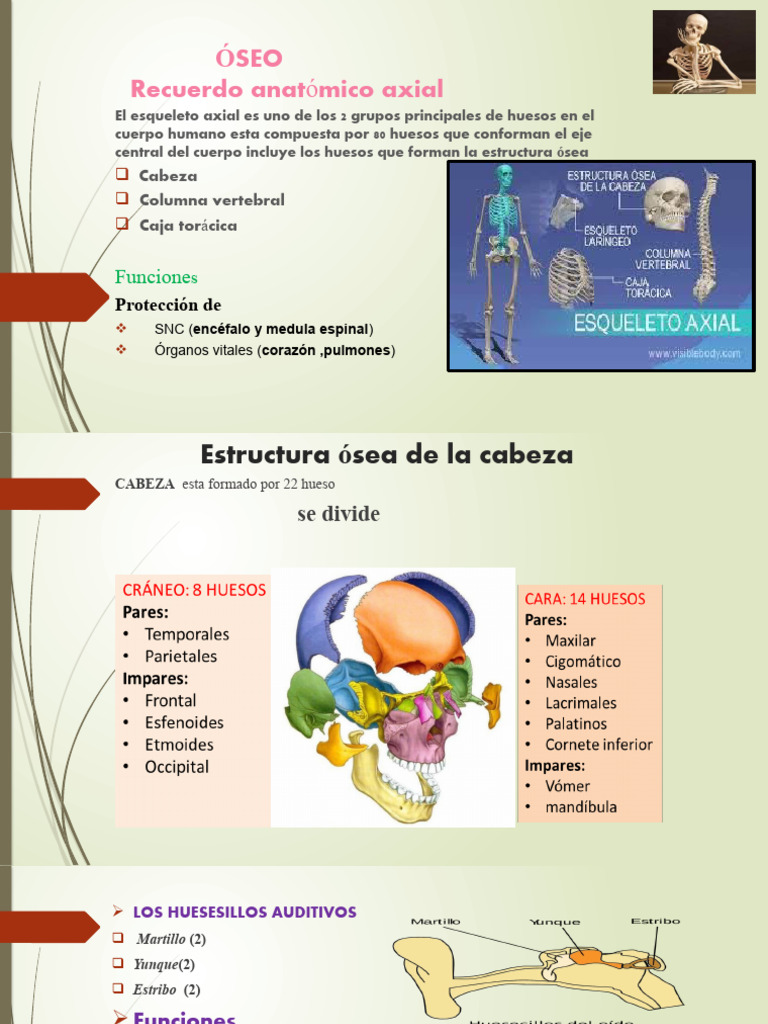 Recuerdo Anatomico Axial - 040143 | PDF | Arte