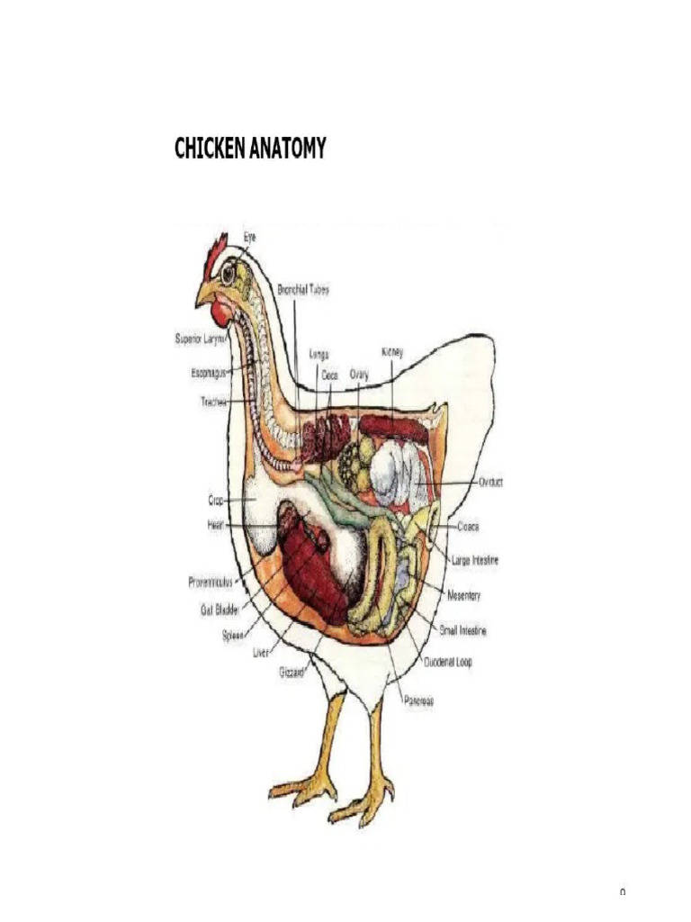 Anatomy of Chicken | PDF