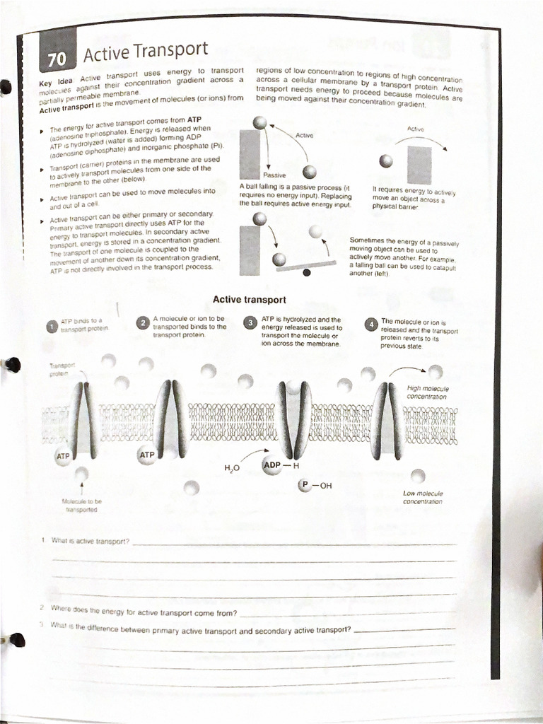 Active Transport | PDF