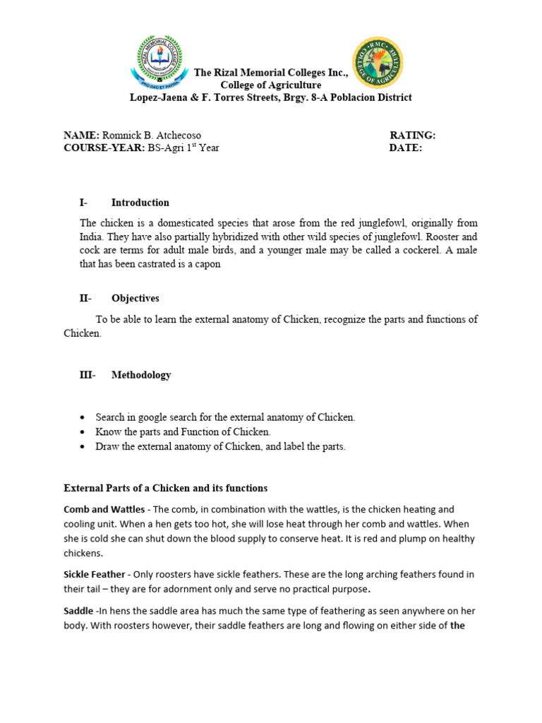 Anatomy Of Chicken Pdf Vertebral Column Chicken