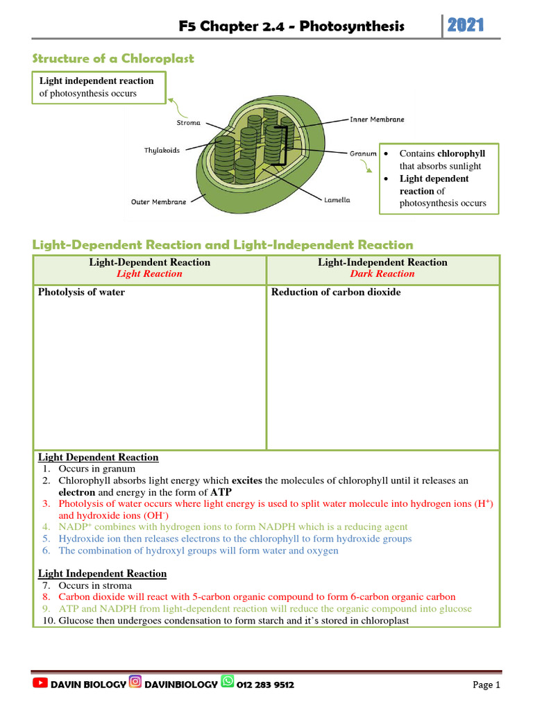 Photosynthesis: Chloroplast Functions | PDF