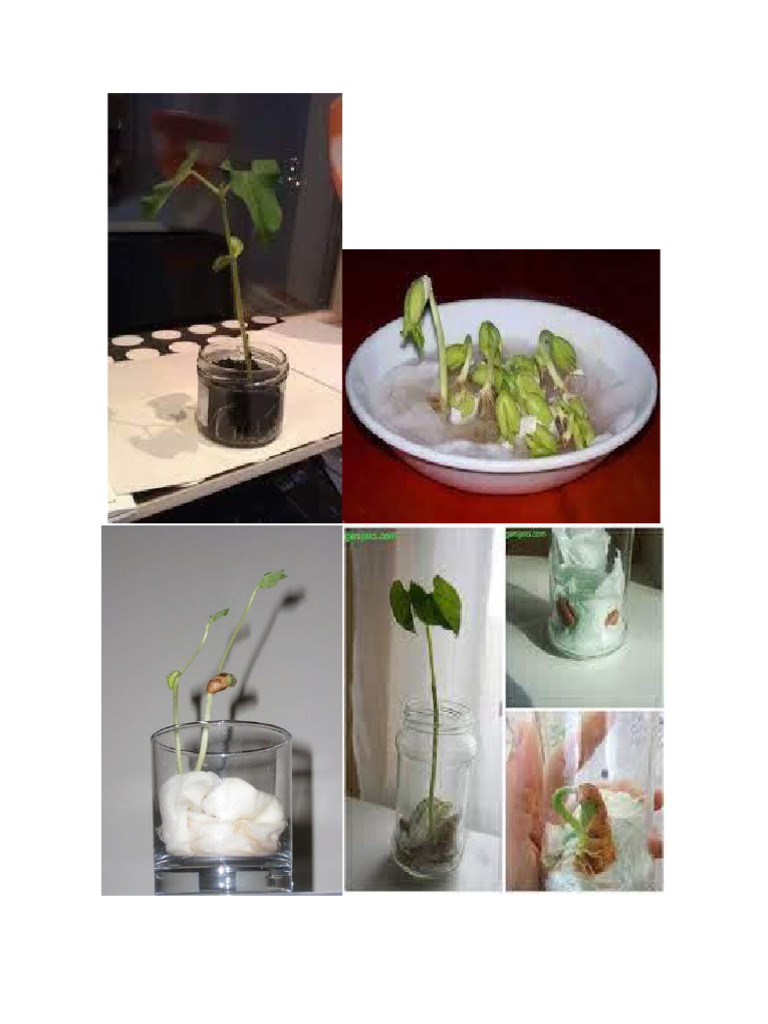 Eksperiment Me Fasule | PDF