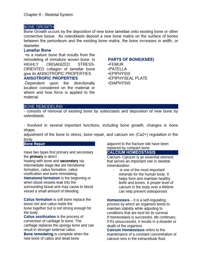 AnaPhy Skeletal System Finalsss | PDF | Bone | Skull