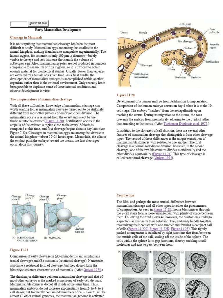Early Mammalian Development | PDF | Developmental Biology | Reproduction