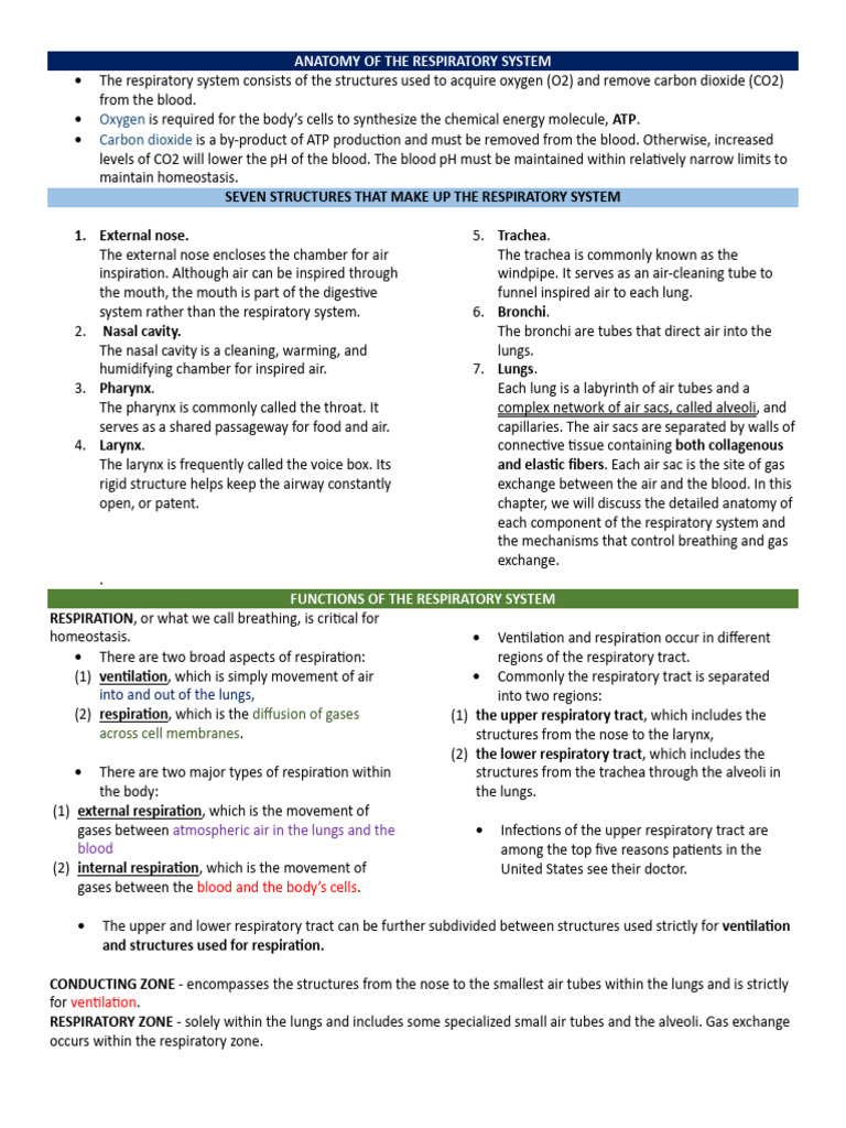ANATOMY OF THE RESPIRATORY SYSTEMz | PDF | Lung | Respiratory Tract