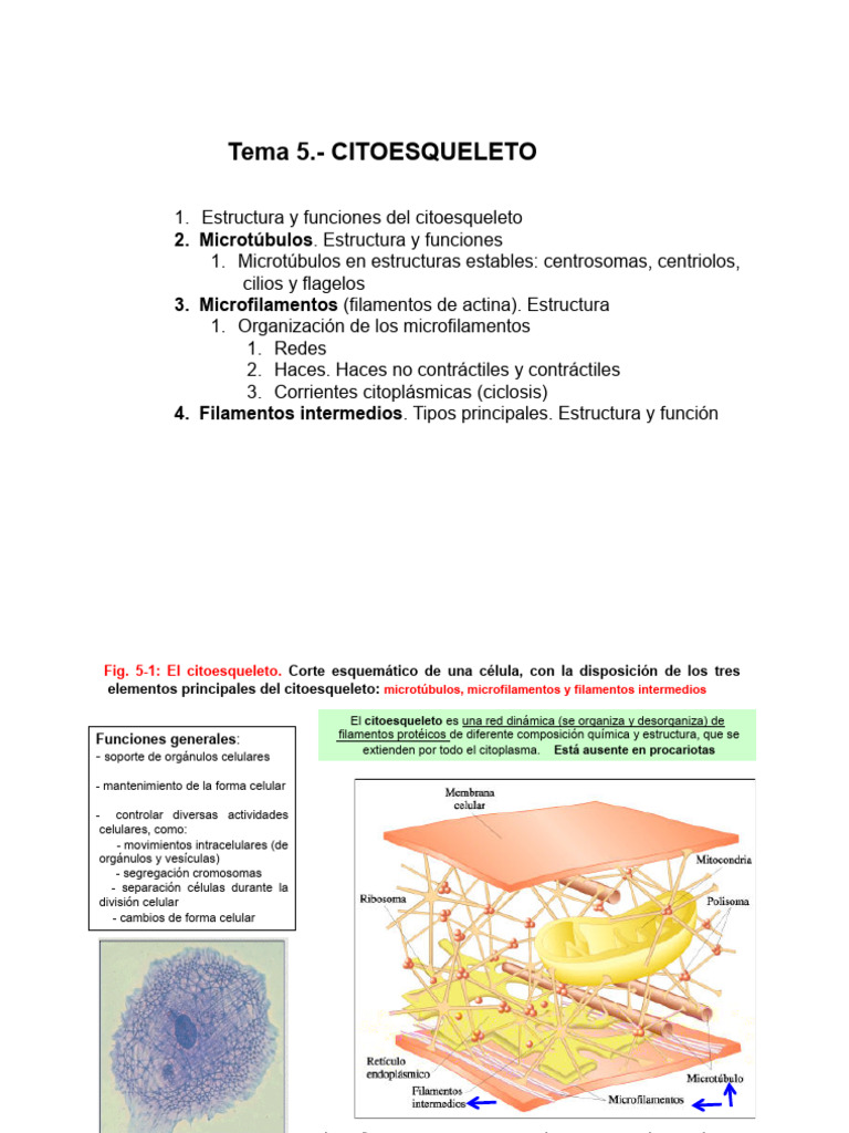 Biologia Tema 5. Citoesqueleto | PDF | Microtúbulos | Actina