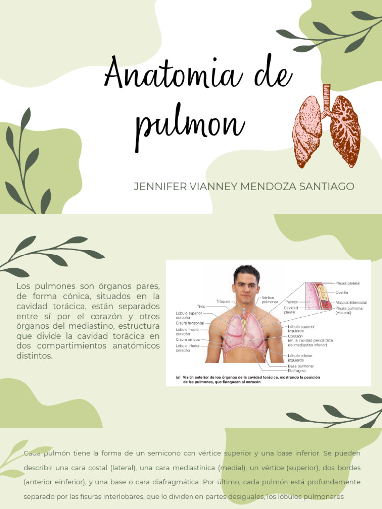 Anatomía de Pulmón - 20240118 - 074815 - 0000 | PDF | Pulmón | Respiración