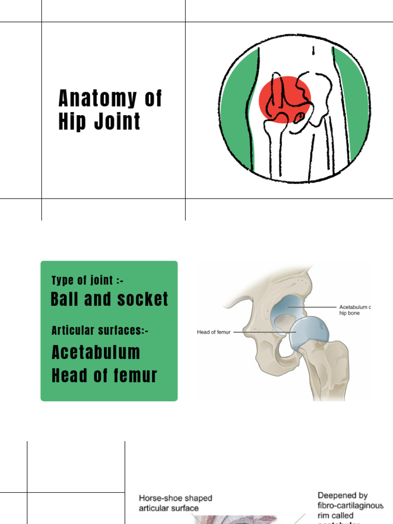 Anatomy Of Hip Of Joint 20240229 071104 0000 Pdf