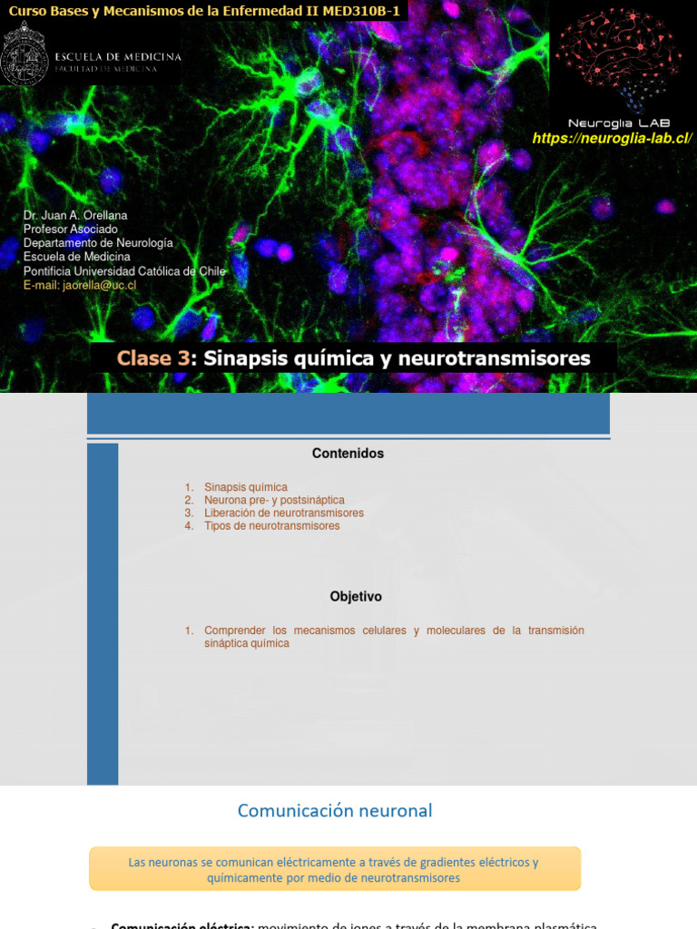 Clase 3 - Sinapsis Química y Neurotransmisores | PDF | Sinapsis ...