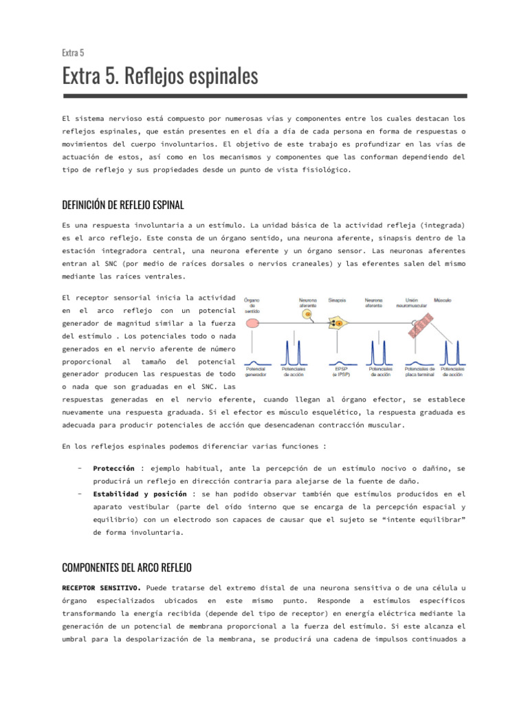 Reflejos Espinales: Mecanismos y Funciones | PDF | Neurona | Médula espinal