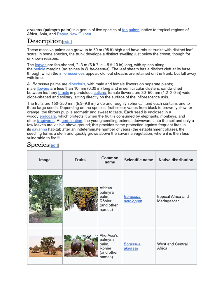 Palmara | PDF | Plants | Botany