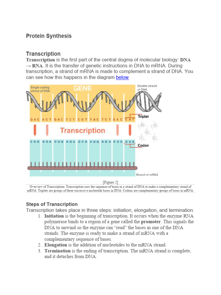 Protein Synthesis | PDF | Messenger Rna | Translation (Biology)