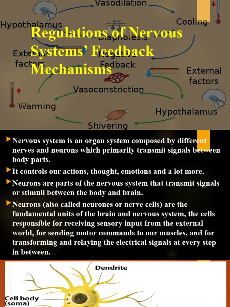 NERVOUS-SYSTEM-FEEDBACK-MECHANISM | PDF