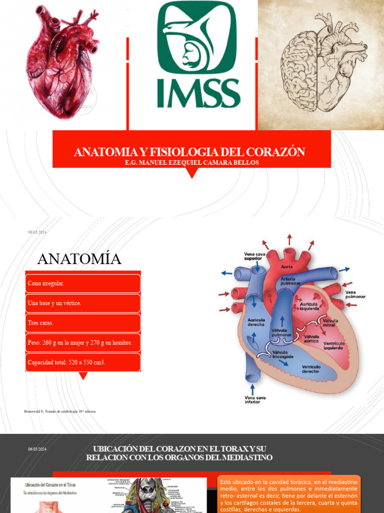 Anatomia Y Fisiologia Del Corazón Pdf Corazón Sistema Circulatorio
