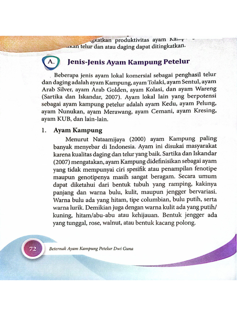 Macam2 Ayam Petelur | PDF