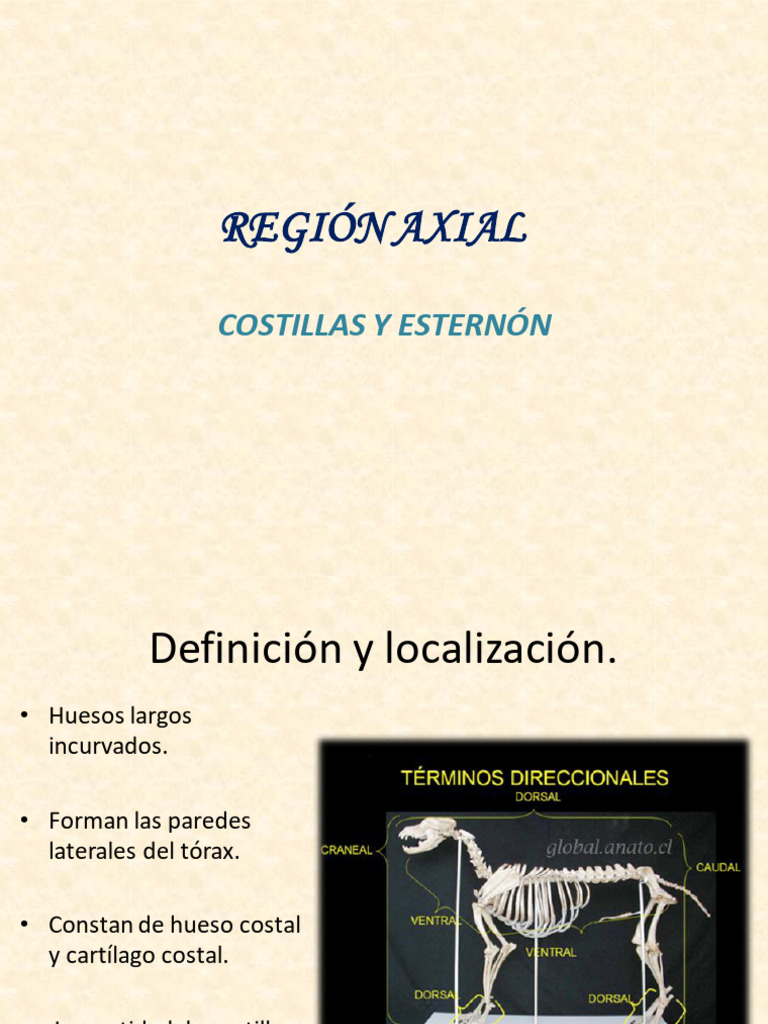 Anatomía de Costillas y Esternón | PDF | Ciencias sociales | Hogar ...