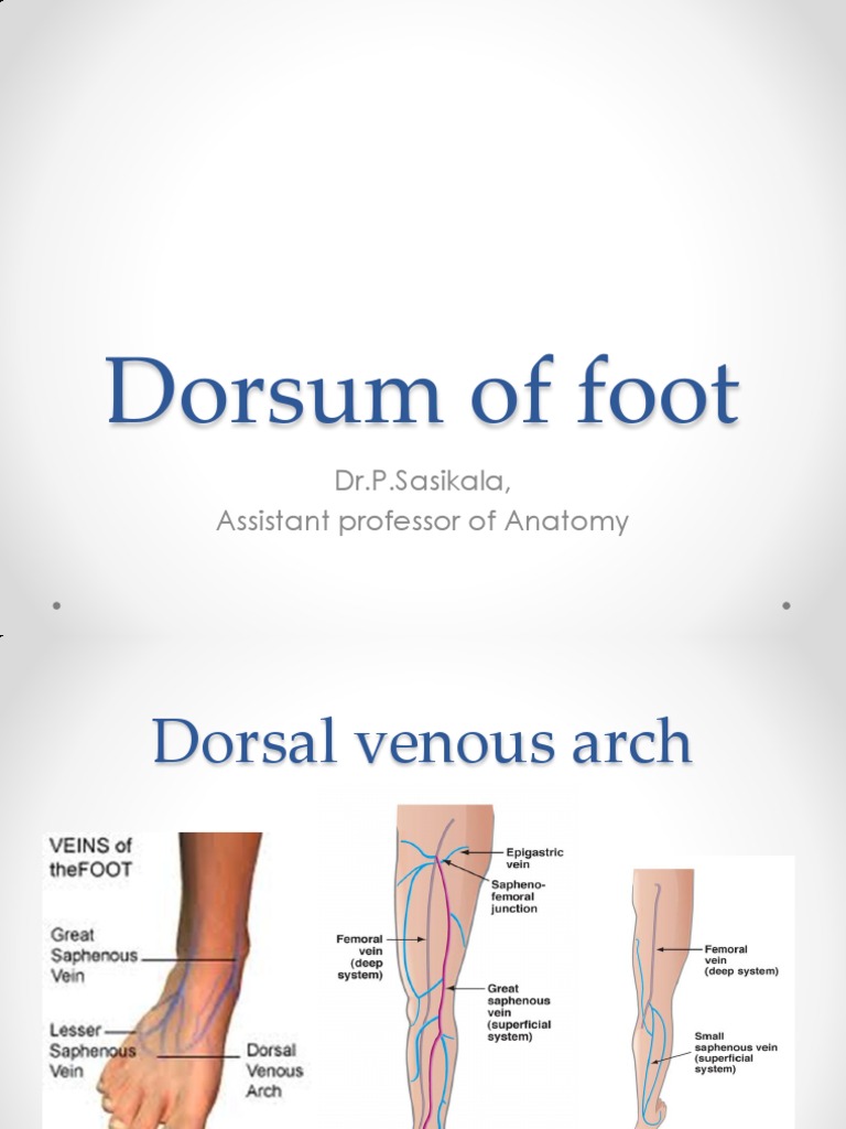 Anatomy of the Dorsum of the Foot | PDF