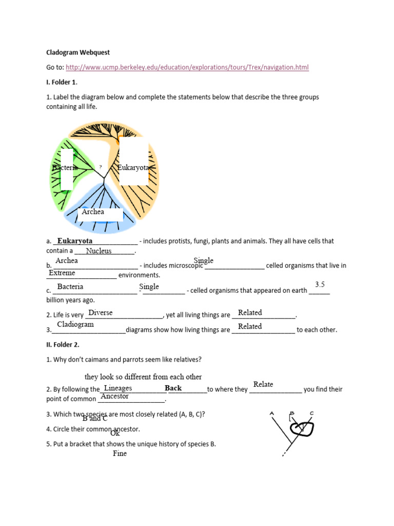 Cladogram Worksheet for Life Forms | PDF | Organisms | Eukaryotes