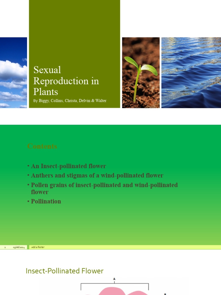 Sexual Reproduction in Plants Bio | PDF | Flowers | Pollination