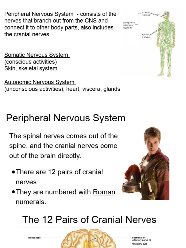 09 Peripheral Nervous System and Cranial Nerves | PDF | Anatomy | Human ...
