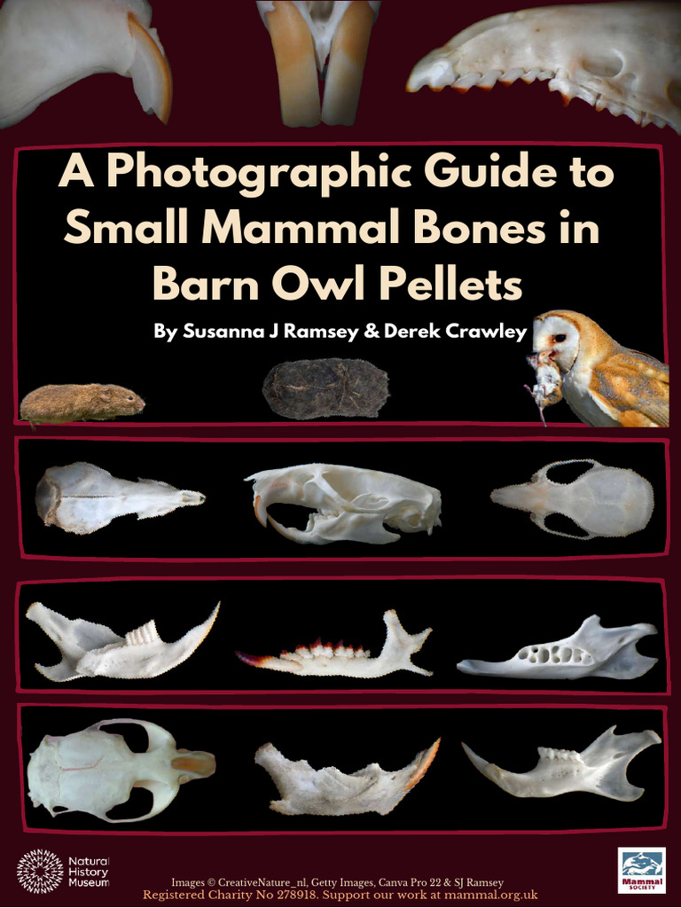 A Photographic Guide To Small Mammal Bones in Barn Owl Pelletsones in ...
