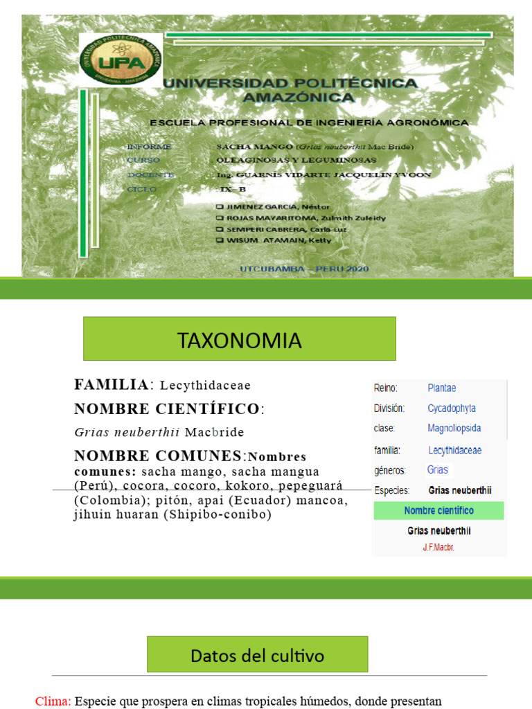 Diapositiva Sacha Mangua02 | PDF | Mango | Nutrición