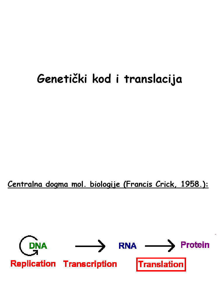 Predavanje 09 - Translacija | PDF