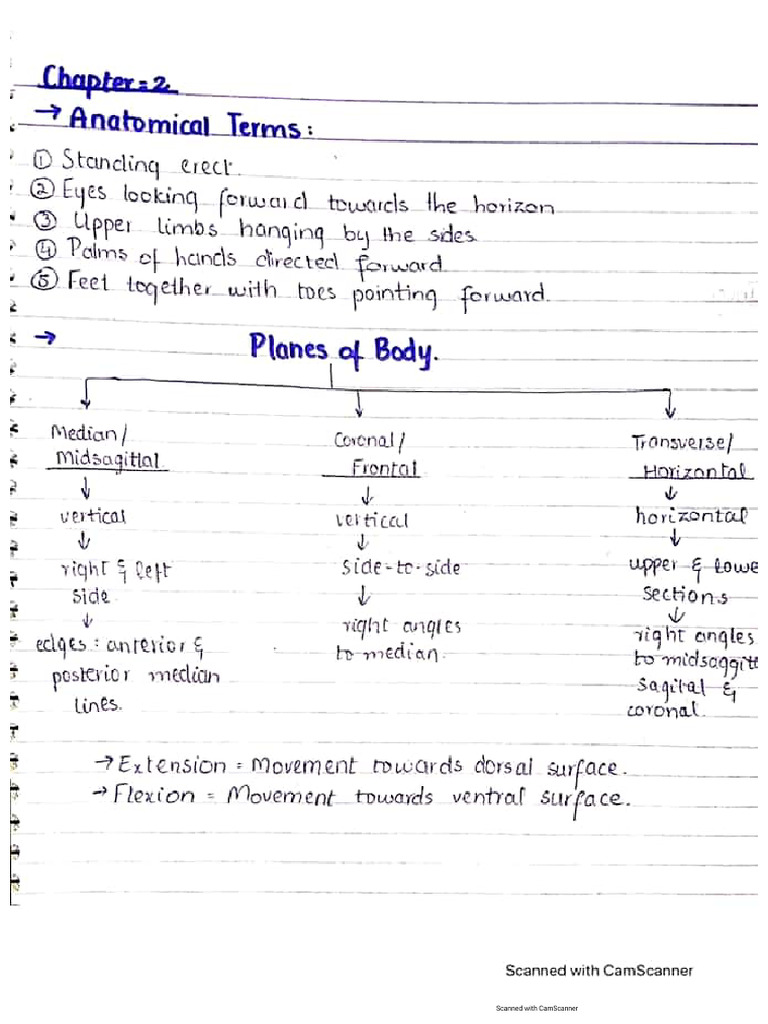 General Anatomy Notes | PDF