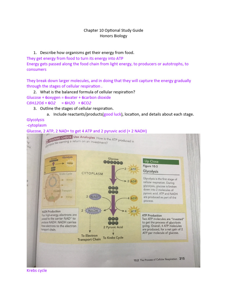 Chapter 10 Optional Study Guide | PDF