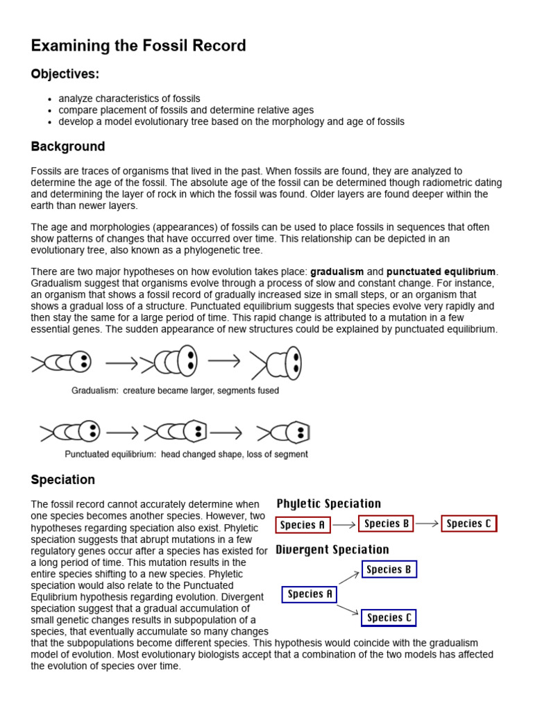 Fossil Record Activity | PDF | Species | Evolution