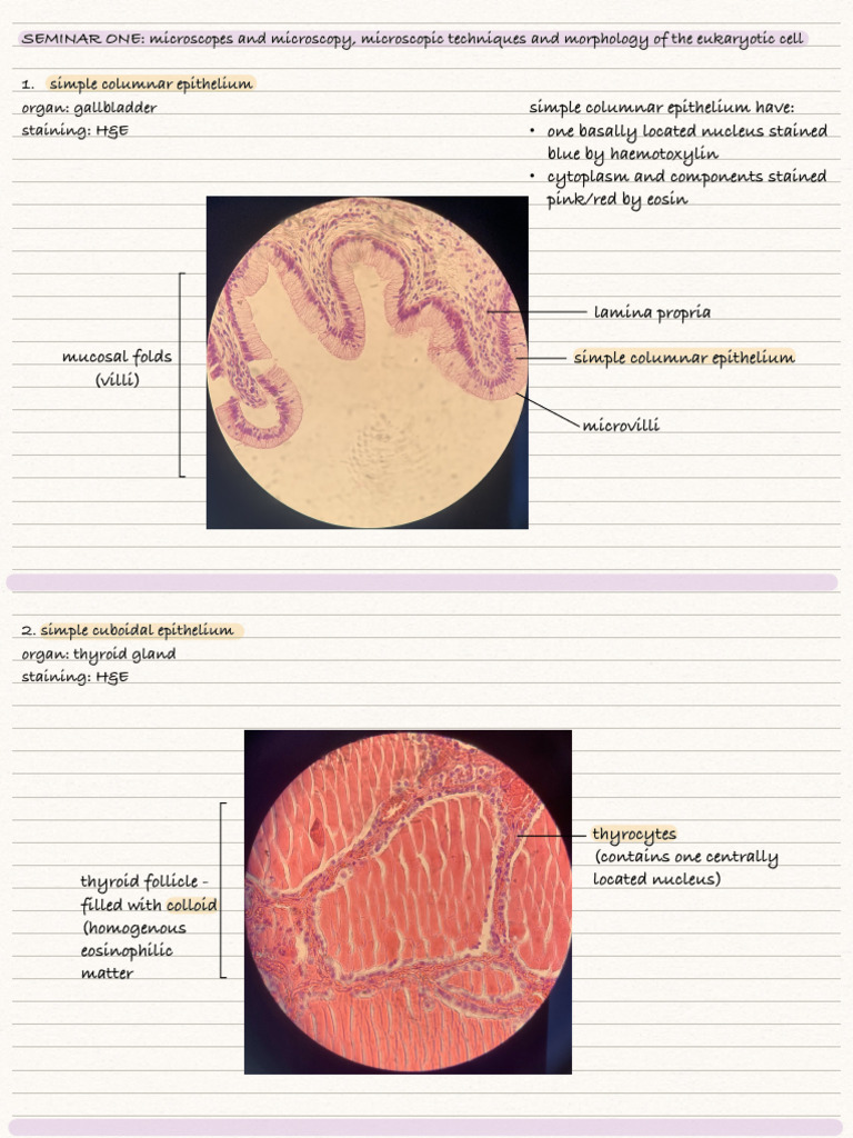 Cytology Slides | Download Free PDF | Epithelium | Cardiac Muscle