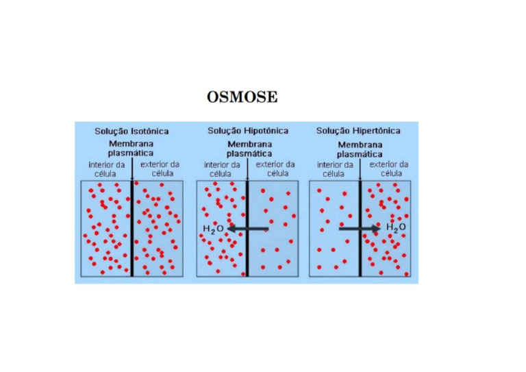 Mecanismo de Osmose | PDF