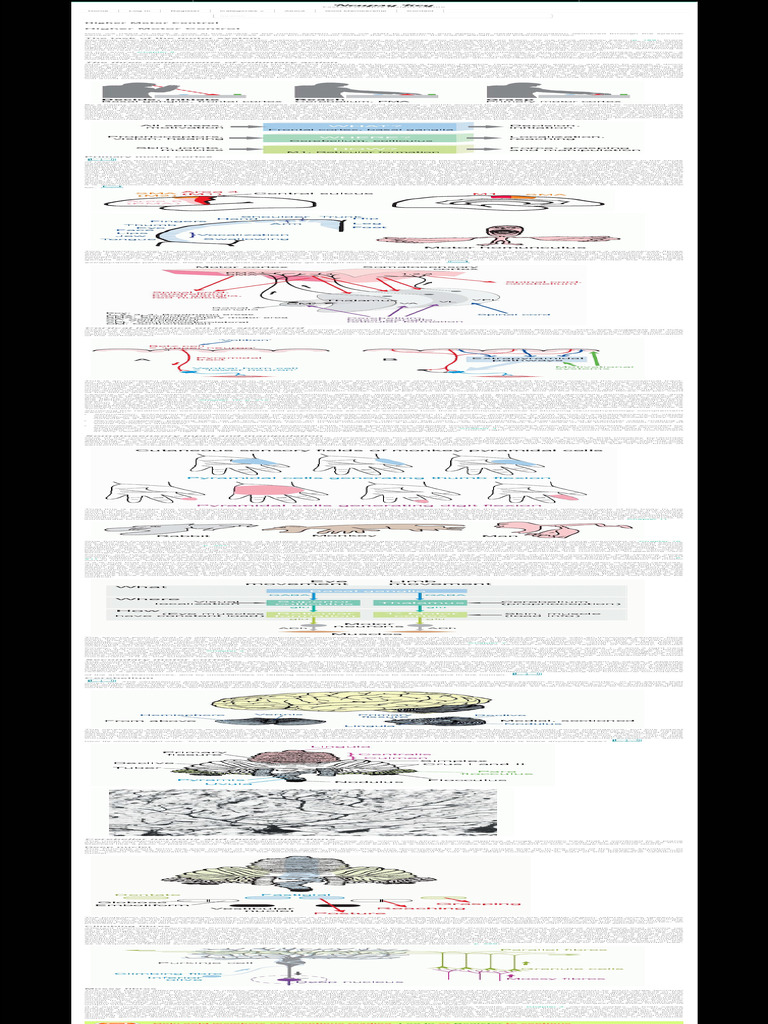 Higher Motor Control Neupsy Key | PDF | Cerebellum | Cerebral Cortex