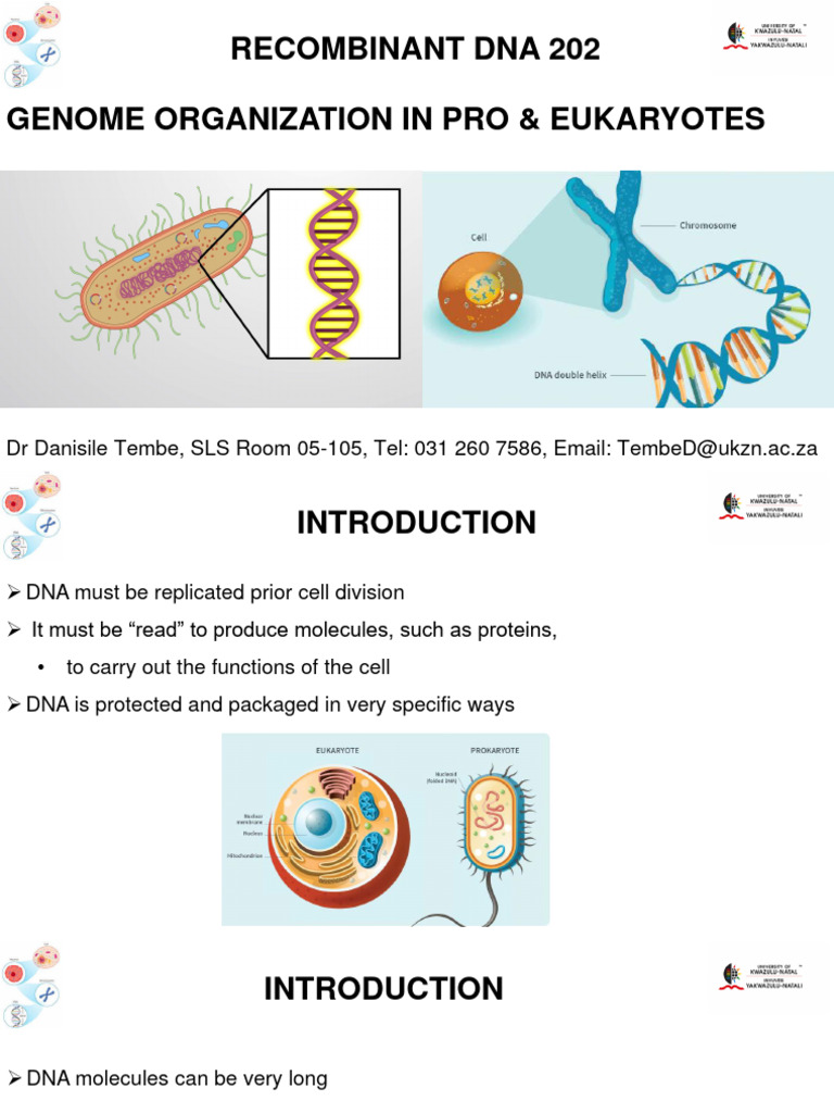 2.Genome Organization in eukaryotes and prokaryotes | PDF | Cell ...