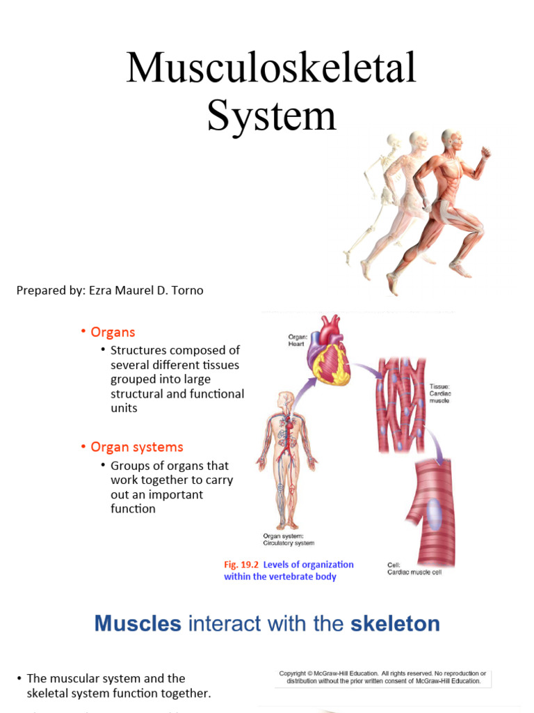 Musculoskeletal System GenBio2 | PDF | Skeleton | Muscle Contraction