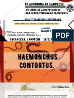 Morfología y ciclo de Haemonchus contortus | PDF | Nematodo | Zoología