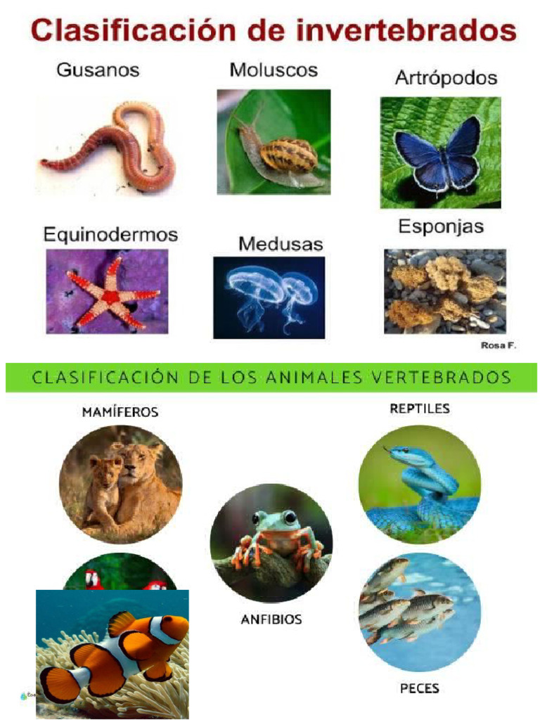 Clasificación de Animales Vertebrados e Invertebrados | PDF | Esqueleto ...