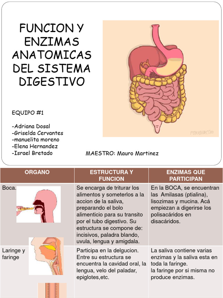 Funcion Y Enzimas Anatomicas Del Sistema Digestivo | PDF | Digestión | Sistema digestivo humano