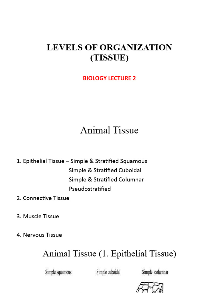 Levels of Organization (Tissue) - 2 | PDF | Tissue (Biology ...