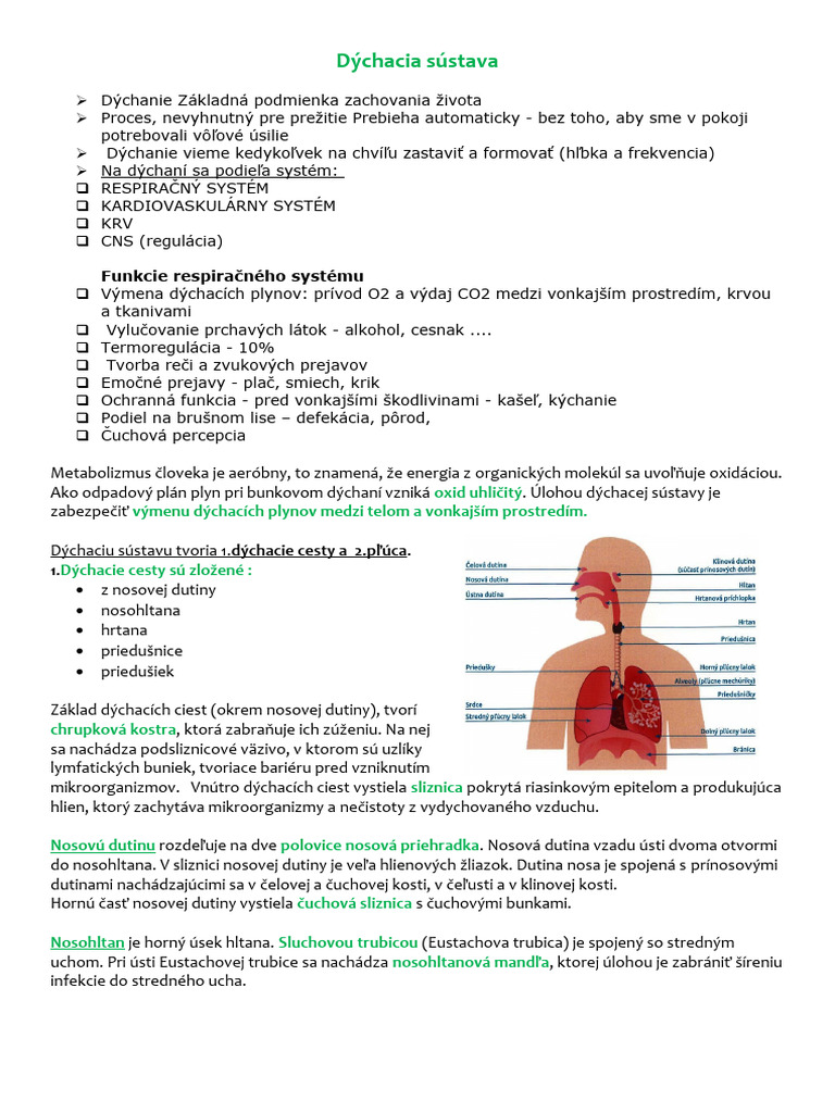 Dýchacia Sústava A Mechaniznus Dýchania | PDF