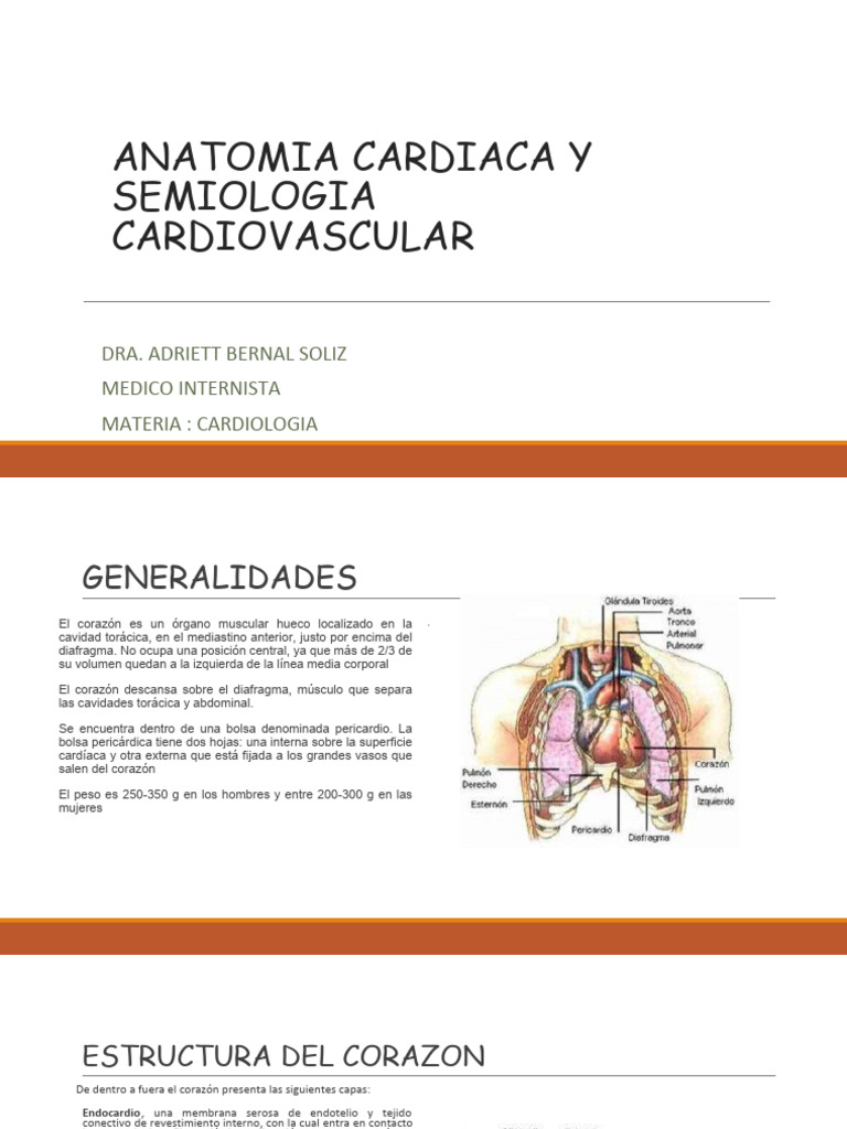 Anatomia Cardiaca Pdf Corazón Ventrículo Corazón