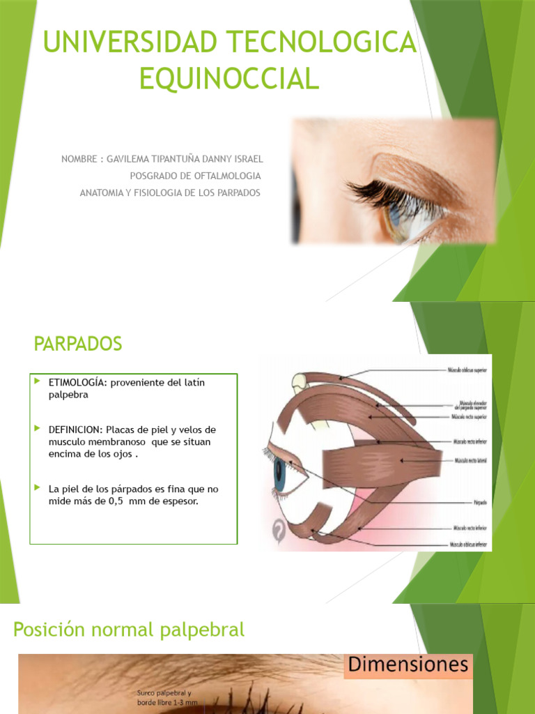 Anatomia de Parpados | PDF