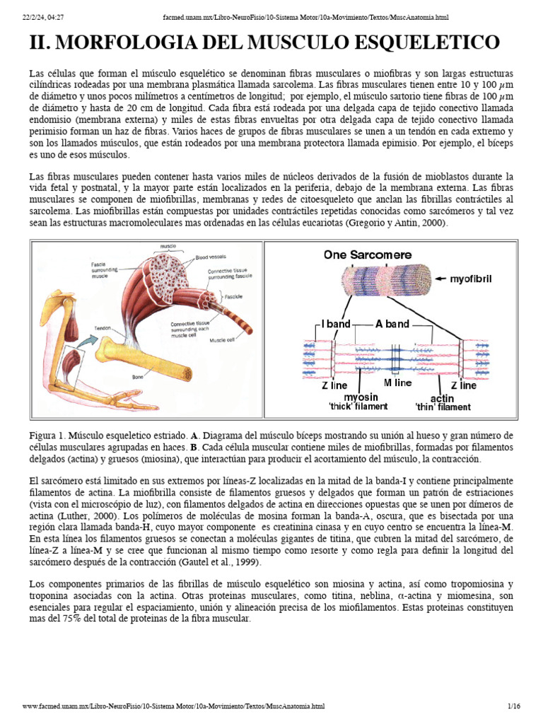 Morfología del Músculo Esquelético | PDF | Músculo esquelético | Actina