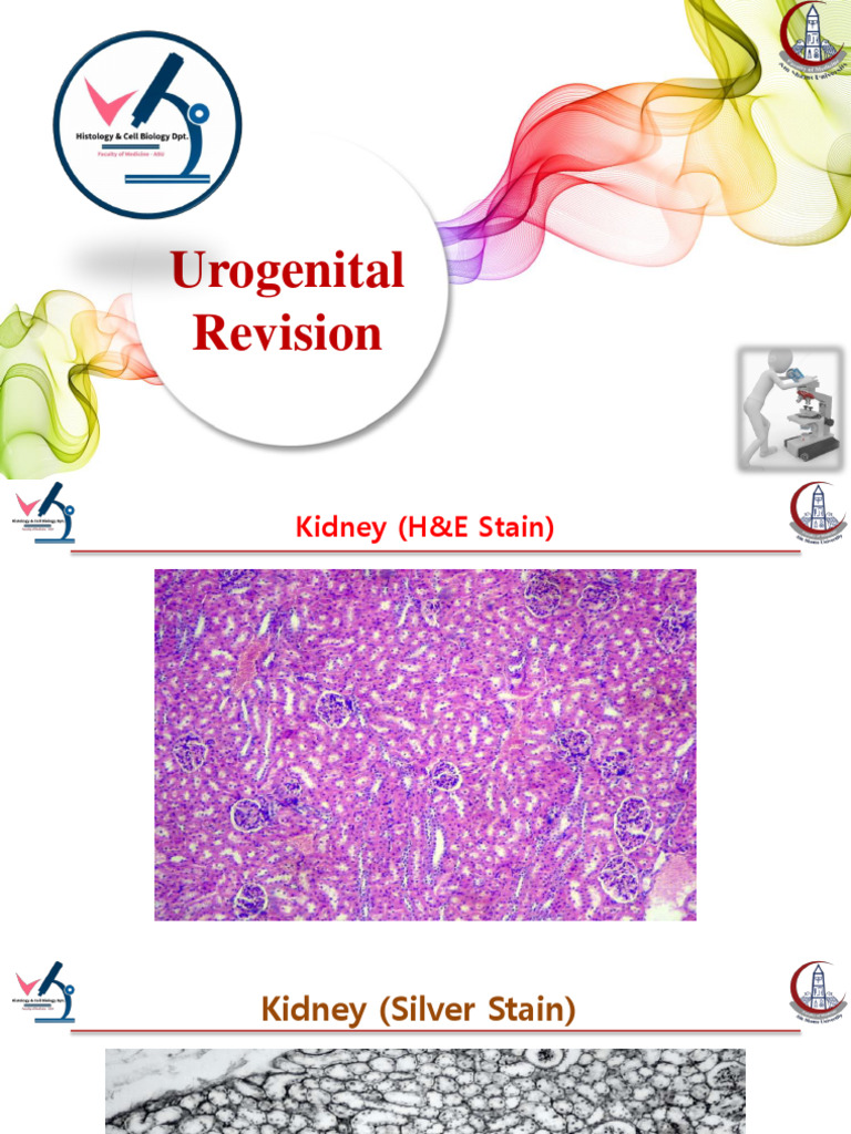 Urogenital Revision Final | PDF | Kidney | Uterus