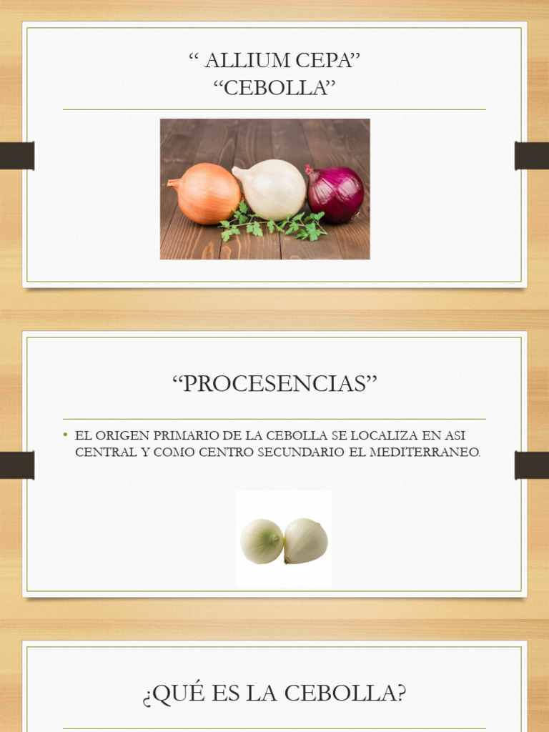 Cebolla | PDF