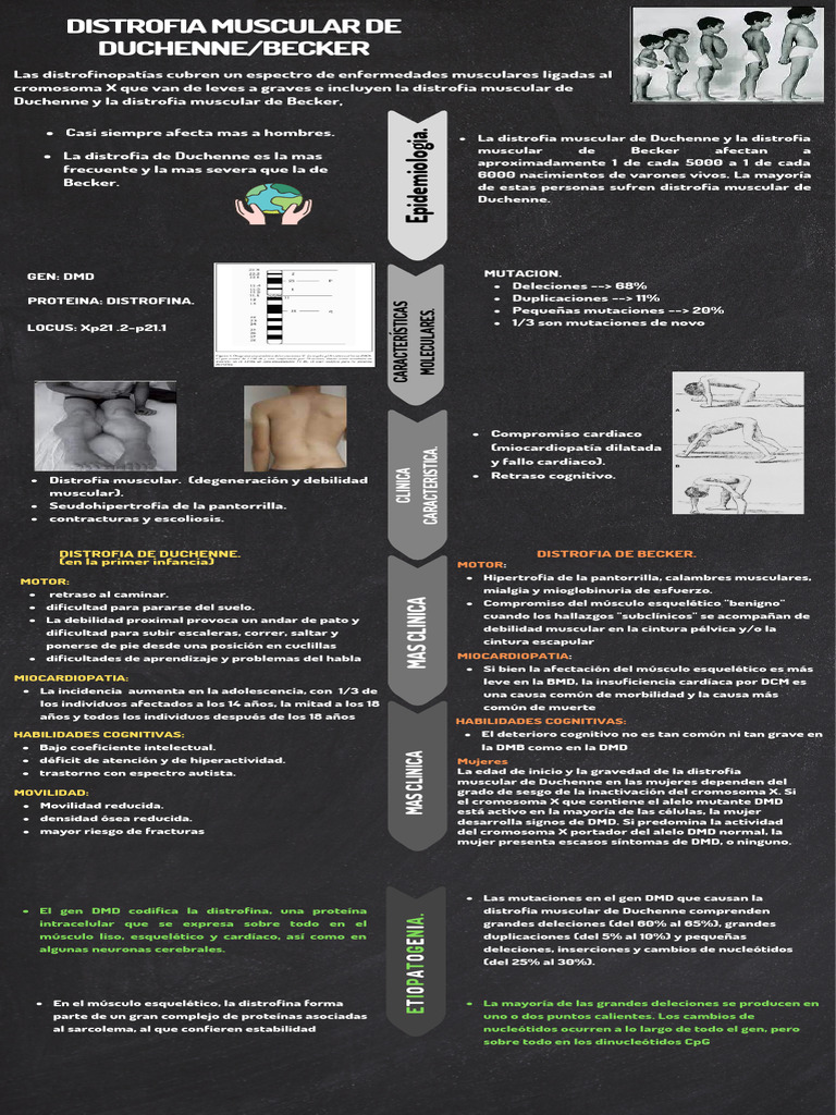 Distrofia Muscular Duchenne/Becker: Epidemiología y Genética | PDF ...