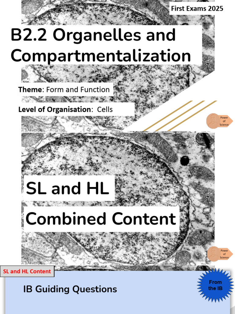 B2 2+Organelles+and+Compartmentalization+SL+ | PDF | Lysosome | Cell ...