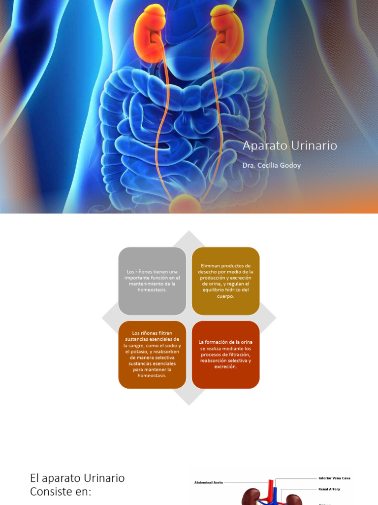 Aparato Urinario | PDF | Riñón | Sistema urinario